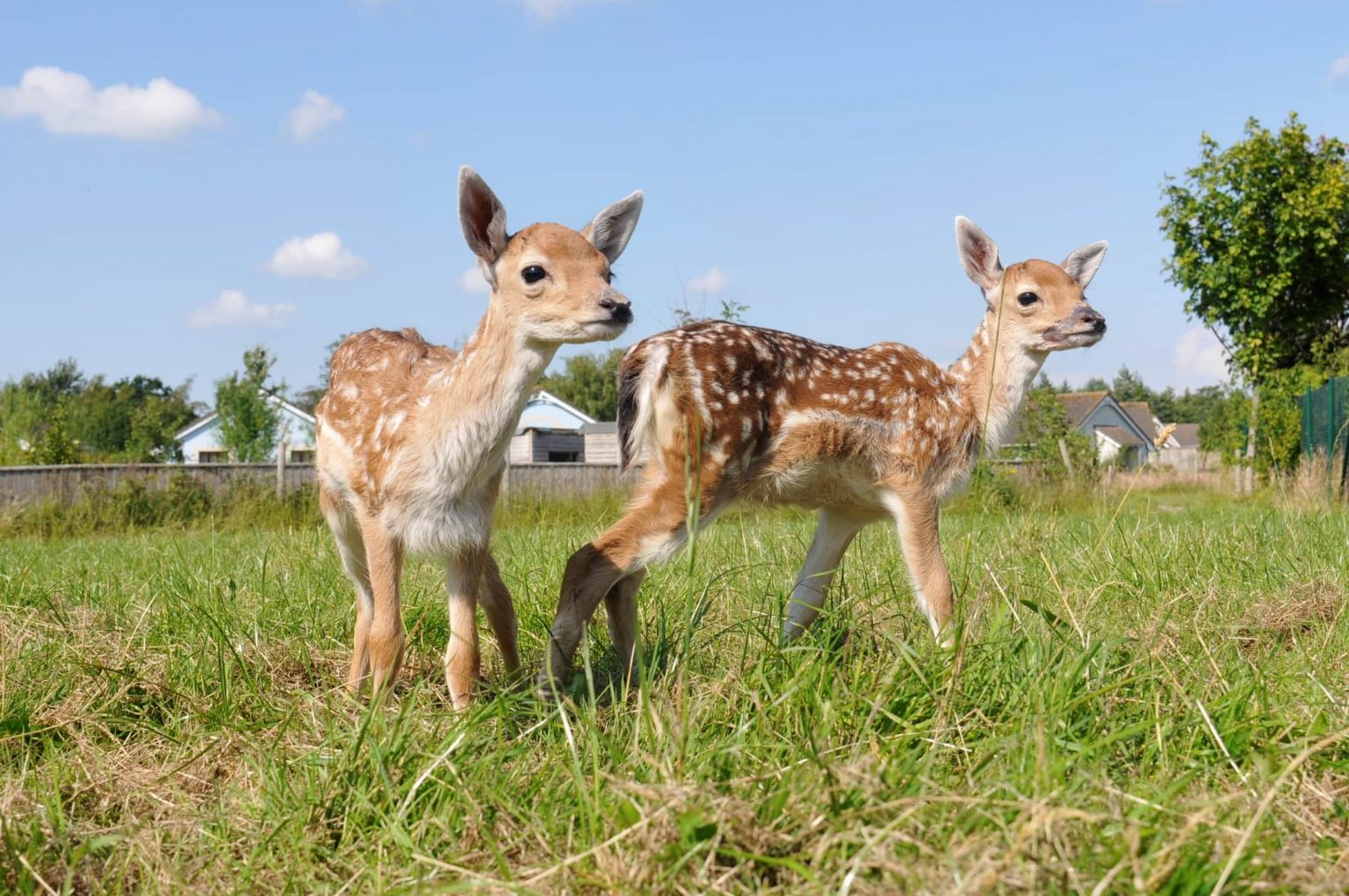 Wild Discovery | The Zoo That Interacts With You