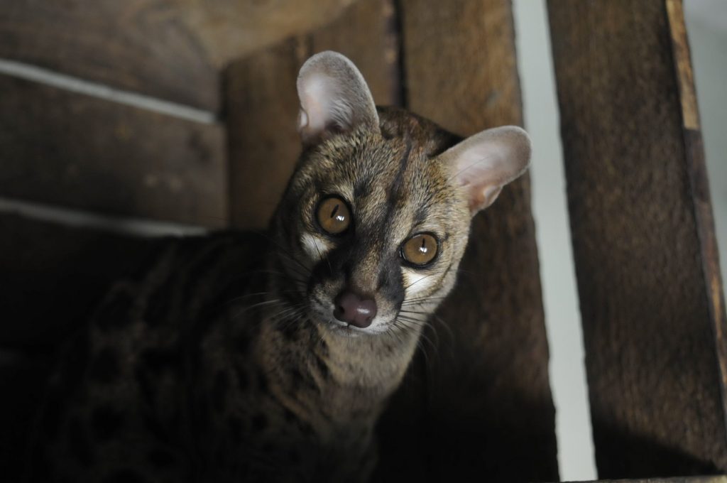 Wild Discovery | The Zoo That Interacts With You