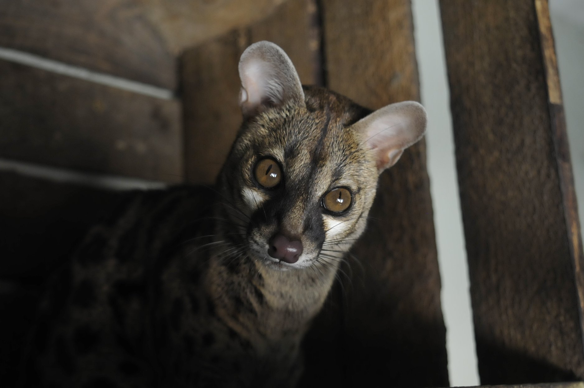 Wild Discovery | The Zoo That Interacts With You