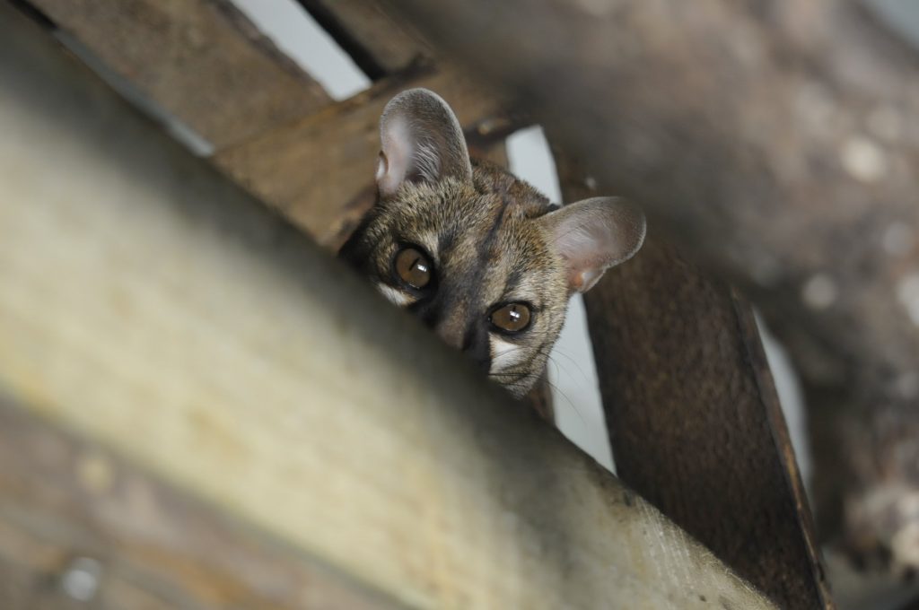 Wild Discovery | The Zoo That Interacts With You