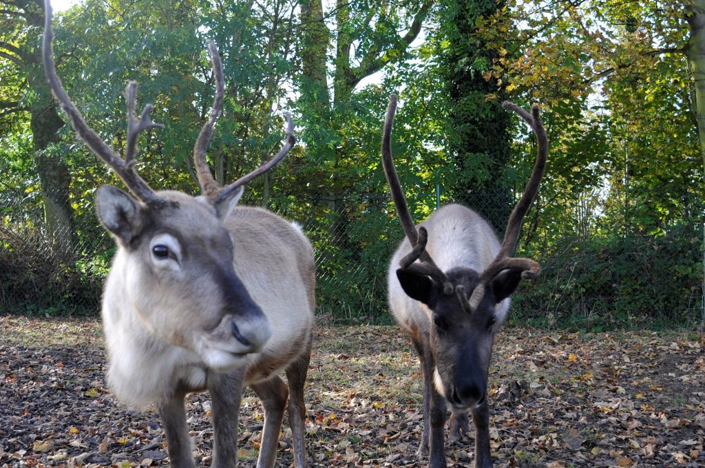 Wild Discovery | The Zoo That Interacts With You