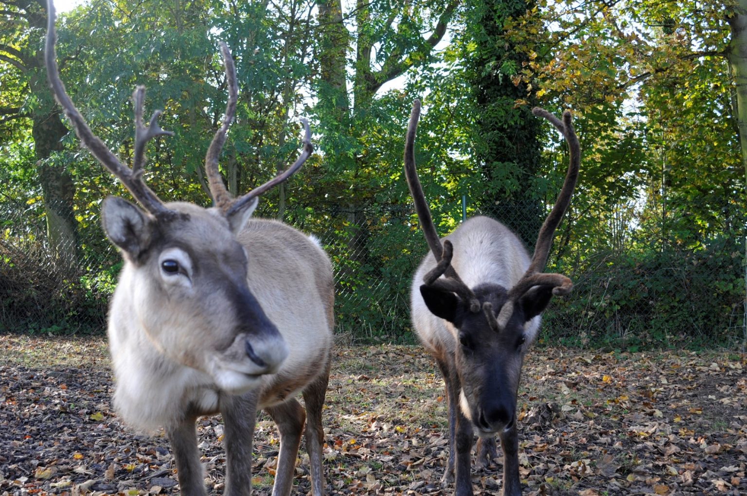 Wild Discovery | The Zoo That Interacts With You