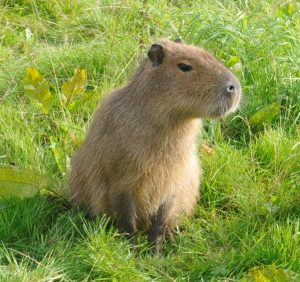 Wild Discovery | The Zoo That Interacts With You