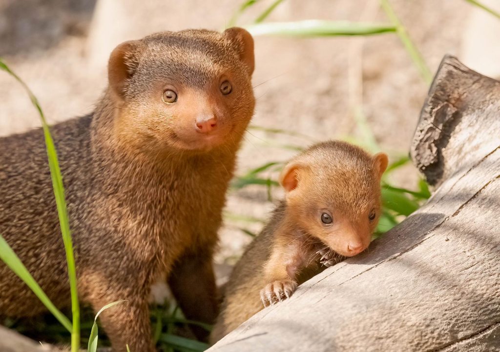 Wild Discovery | The Zoo That Interacts With You