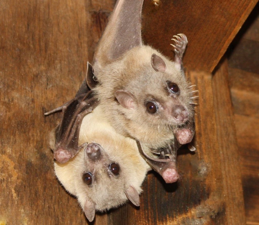 Wild Discovery | The Zoo That Interacts With You