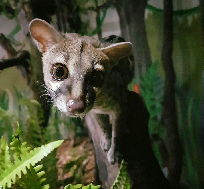 Wild Discovery | The Zoo That Interacts With You