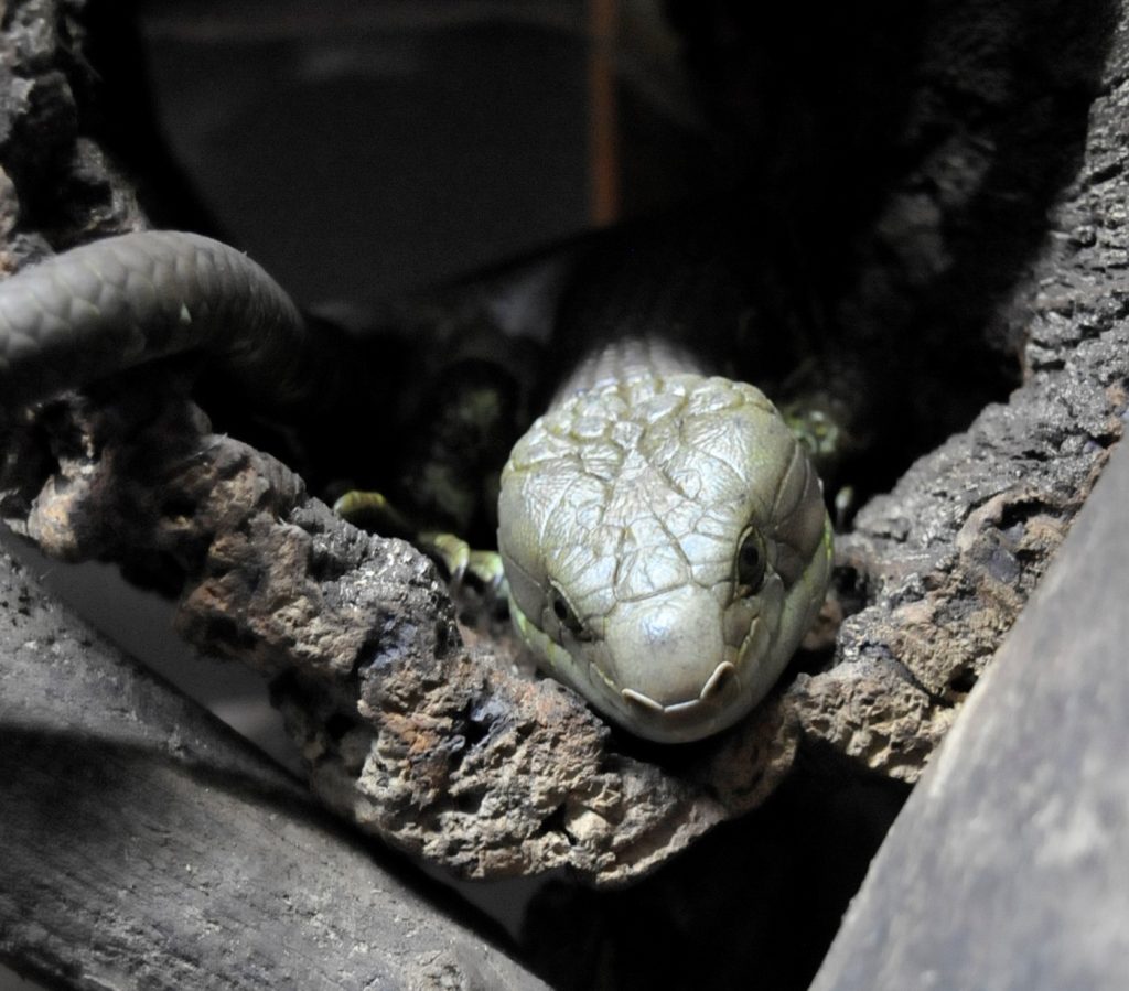 Wild Discovery | The Zoo That Interacts With You