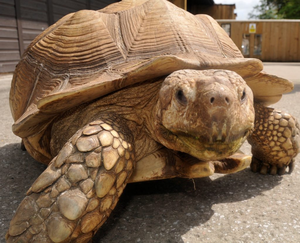 Wild Discovery | The Zoo That Interacts With You