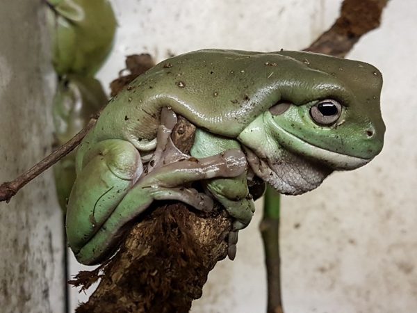 Wild Discovery | The Zoo That Interacts With You