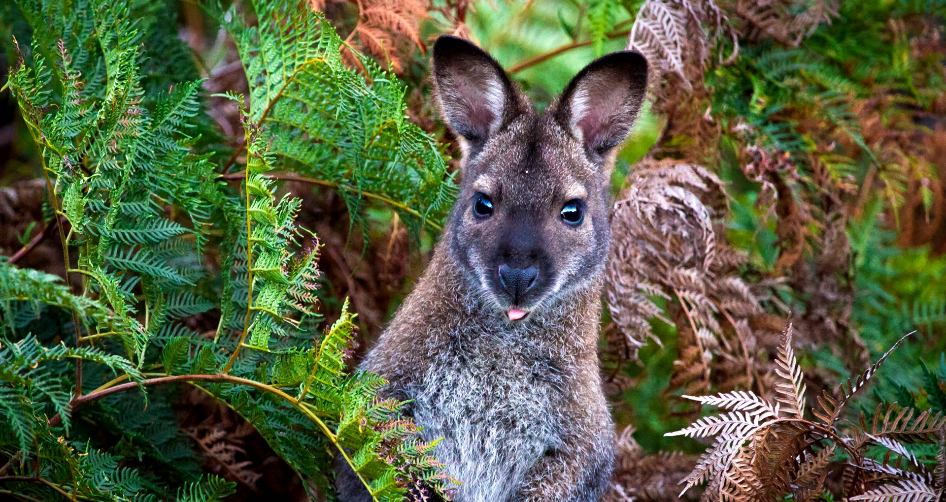 Wild Discovery | The Zoo That Interacts With You