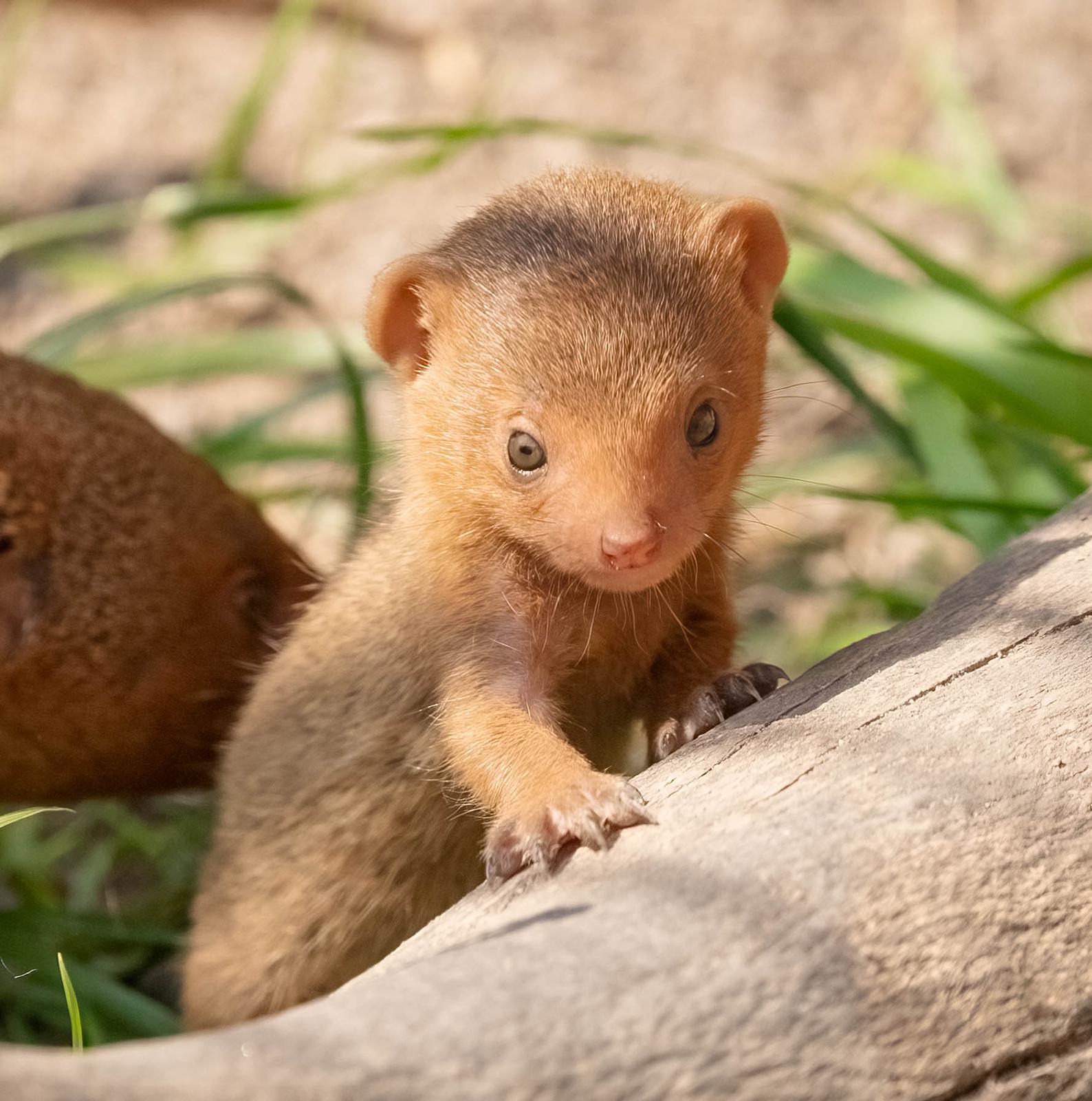 Wild Discovery | The Zoo That Interacts With You