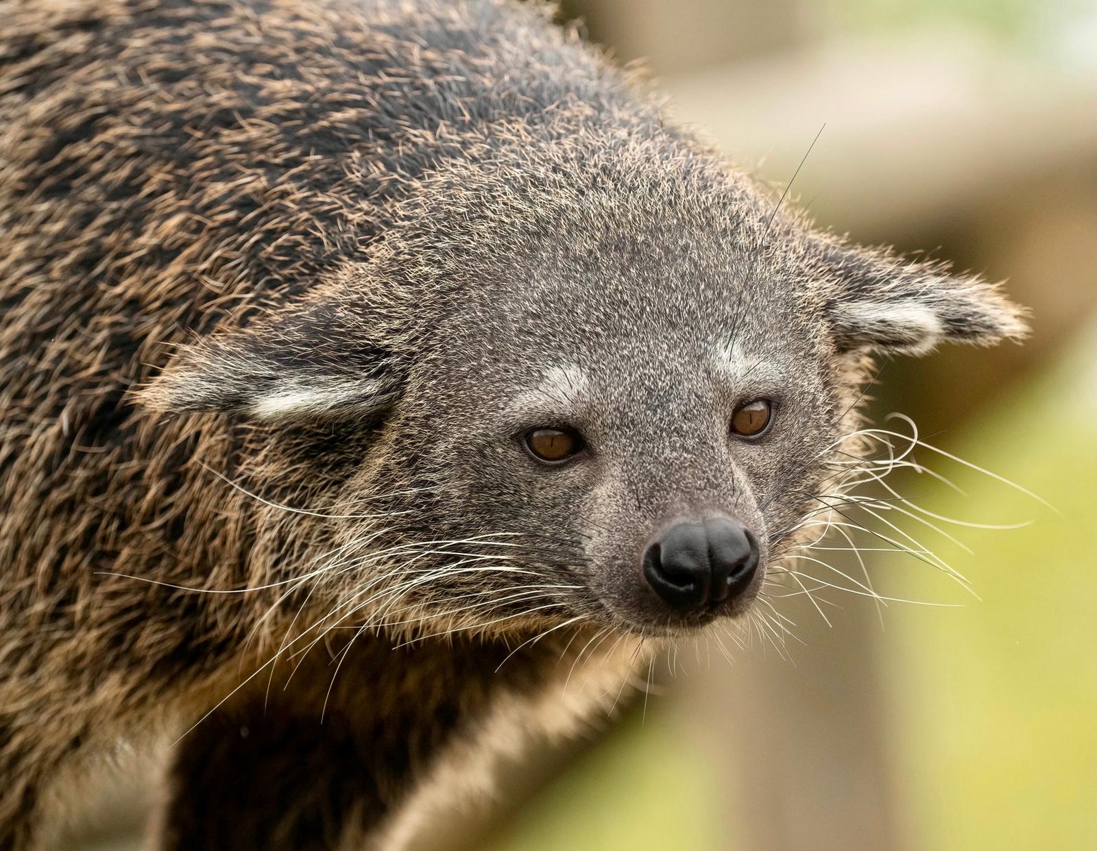 Wild Discovery | The Zoo That Interacts With You