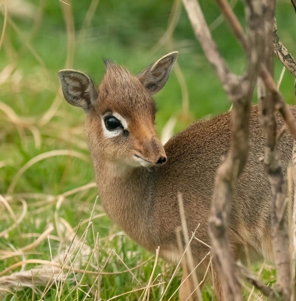 Wild Discovery | The Zoo That Interacts With You