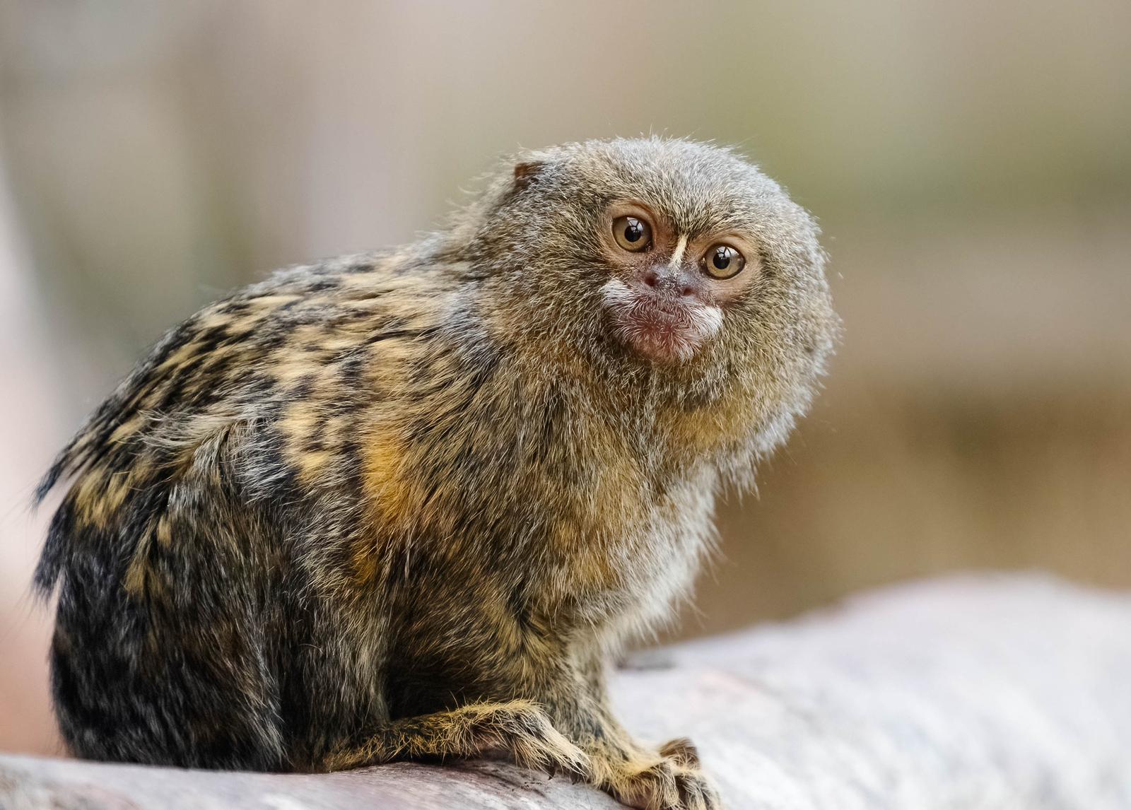 Wild Discovery | The Zoo That Interacts With You