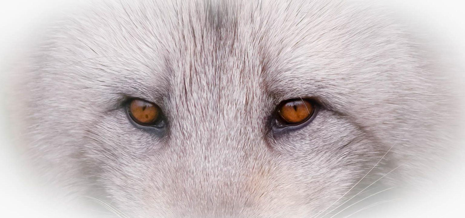 Wild Discovery | The Zoo That Interacts With You