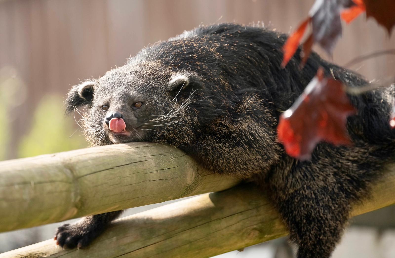 Wild Discovery | The Zoo That Interacts With You