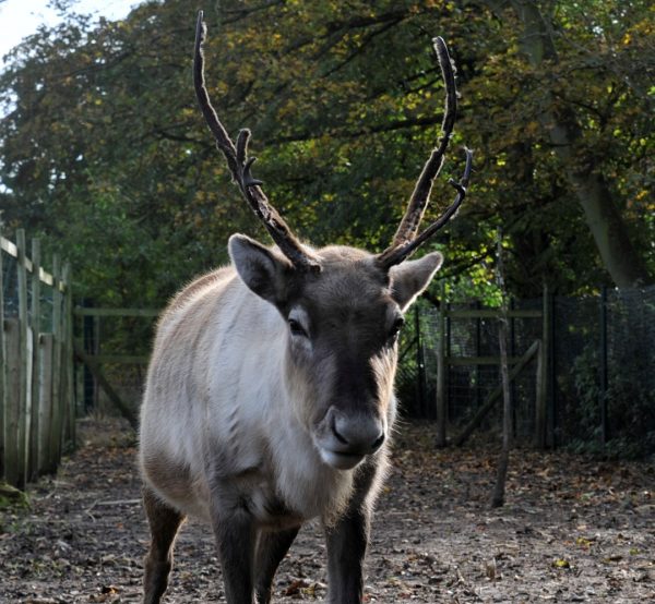 Wild Discovery | The Zoo That Interacts With You