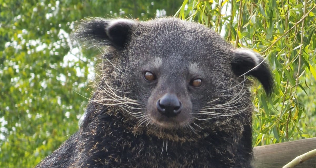 Wild Discovery | The Zoo That Interacts With You