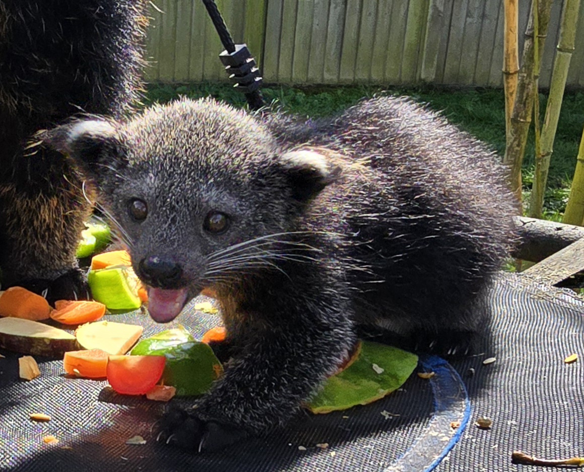 Wild Discovery | The Zoo That Interacts With You