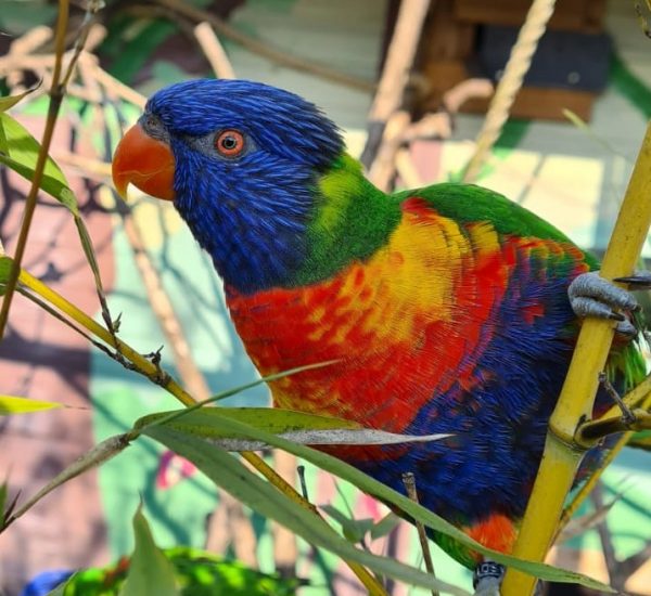 Wild Discovery | The Zoo That Interacts With You